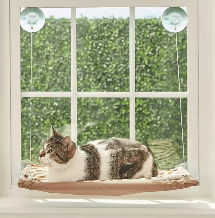 Ibyiza bya Cat Window 5635_4