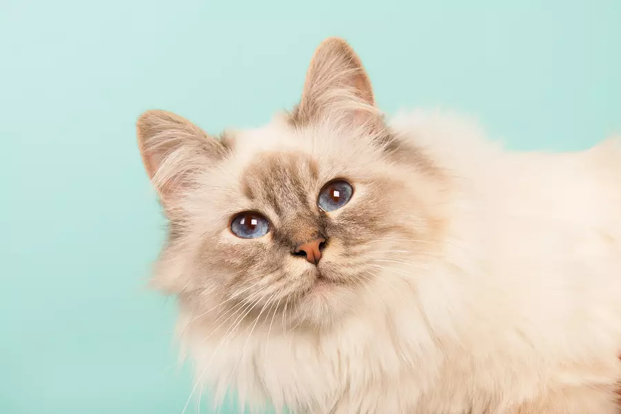 birman-cat-1