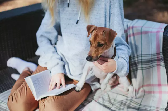 Therapiehunde helfen Studenten, mit Stress umzugehen 5722_1