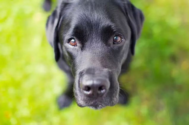 犬の7種類のがん 5753_1