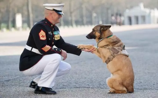 Marine Dog in pensione ha ricevuto il più alto onore militare 5769_1