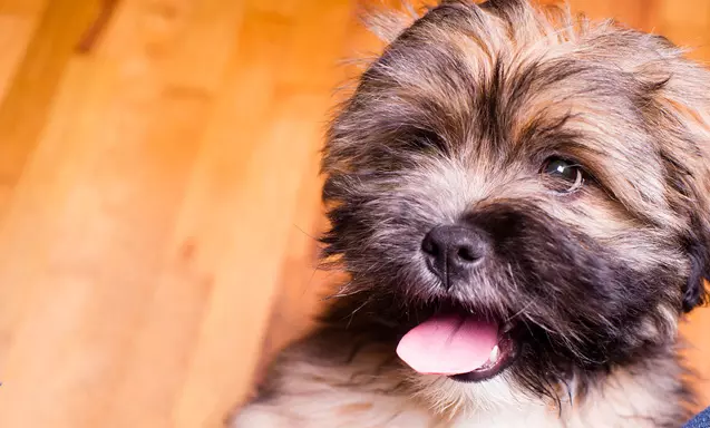 Mae'r cadarn, annibynnol Lhasa Apso yn faw cydymaith sy'n ffyrnig o deyrngar i'w becyn, wrth ei fodd yn cael ei gynnwys yng ngweithgareddau'r teulu ac yn eistedd ar lapiau.