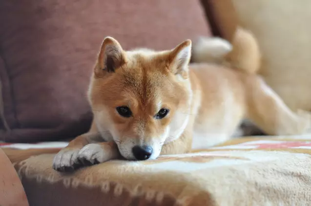 Un cane giocoso e agile, lo Shiba Inu è stato originariamente allevato per la caccia ed è in realtà il più piccolo della razza spitz.