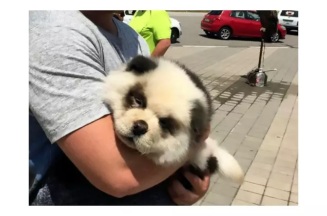 Hombre estafa a turistas con perro teñido que dice es un panda 5788_1