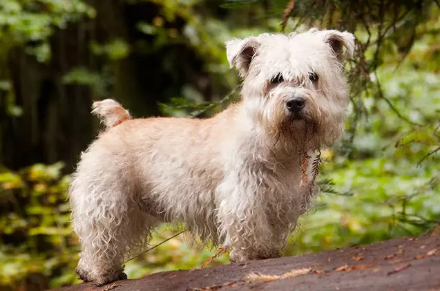 raças-de-cão-irlandês-wheaten-glen-of-imaal