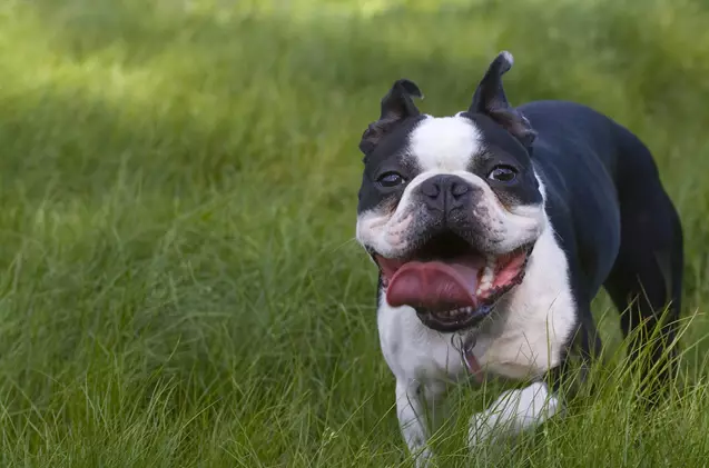 Boston Terrier devê xwe vedike û xwe amade dike ku cîhanê bixwin