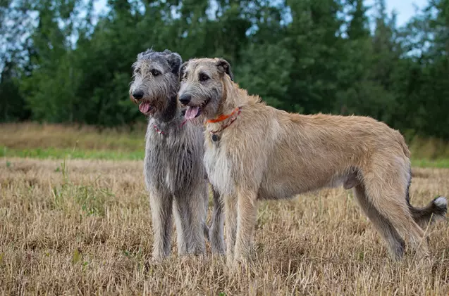 irsk-hund-racer-irsk-ulvehund1