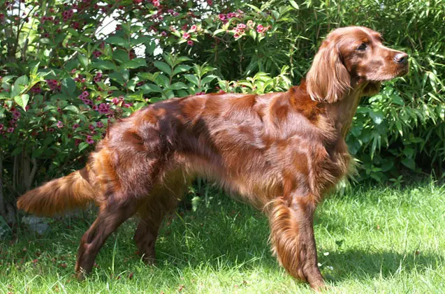 raças-de-cão-irlandês-setter-irlandês