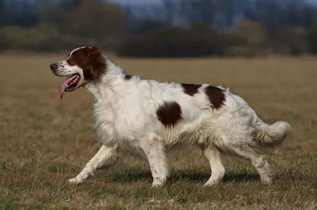 raças-de-cão-irlandês-setter-vermelho-irlandês-e-branco