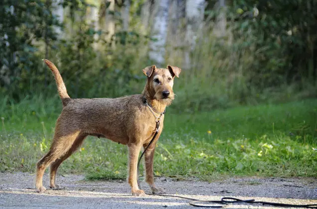 Ierse-hondenrassen-Ierse-terriër