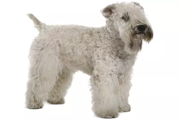 irsk-hunderacer-wheaten-terrier