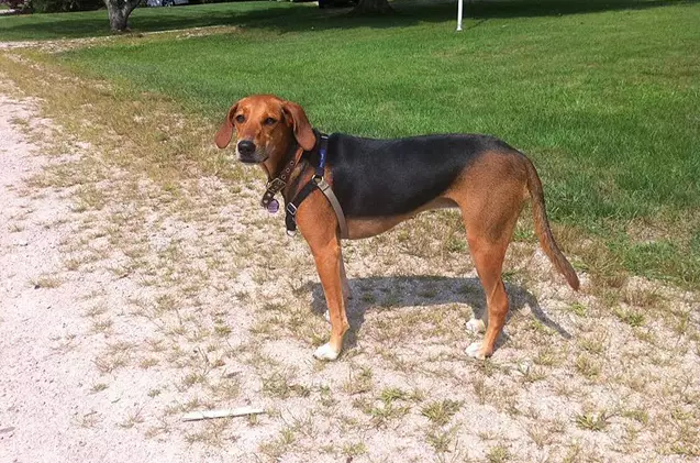 irsk-hund-racer-kerry-beagle