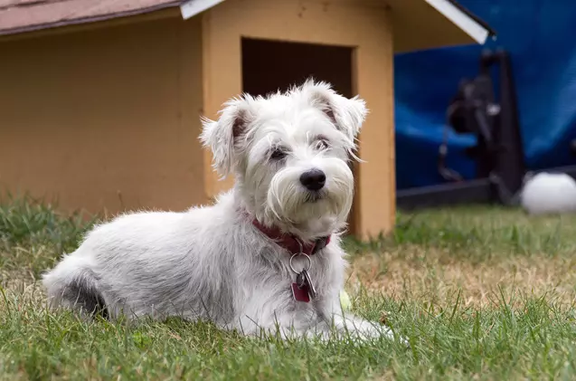 Må og lad være med at boarde din hund [Video] 5818_1