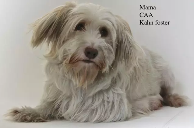 Adoptéierbar Hond vun der Woch - Mama 5823_1