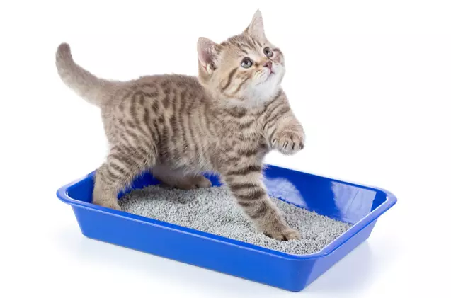 Top 10 Best Cat Litter 5845_1