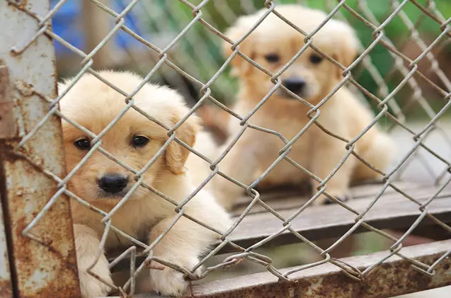 Ny NJ-lov søger at forbyde salg af hvalpemøllehunde 5863_1