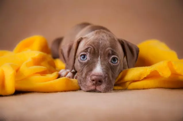 El alcalde de Montreal trabaja para cumplir la promesa de la campaña de derogar la prohibición de los pitbulls 5879_1