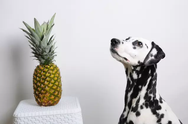 Mogu li psi jesti ananas? 5890_1