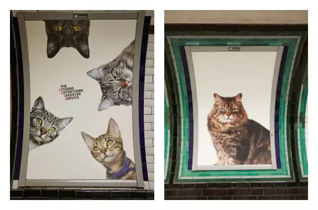 Die Katzen. Sind aus der Tasche und überall in der U-Bahn! 6028_1