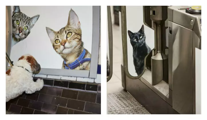 CATS-overtagelse-London-Subway-2