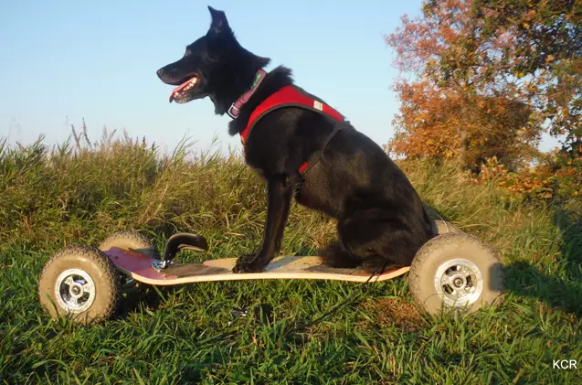 Iekāpšana kalnos ar suņiem: bezceļu piedzīvojumi, ko nodrošina Pooches 2. daļa 6076_1