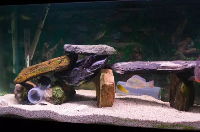 Gushyushya Aquarium: Submersible vs Kumanika kuri Heater 6151_1