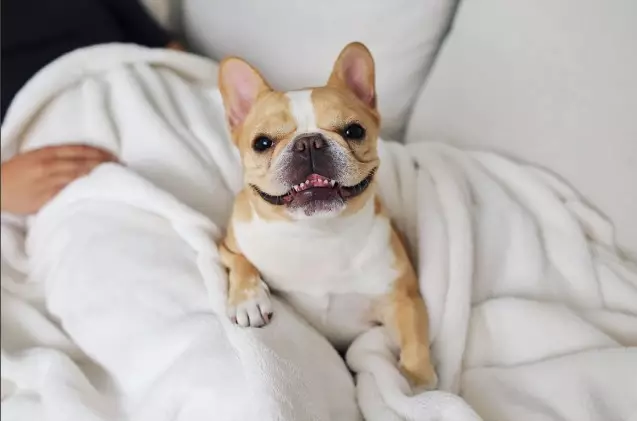 Insta-Celebrity Chloe Ilay Mini-Frenchie dia niampita ny Tetezana Avana 6227_1