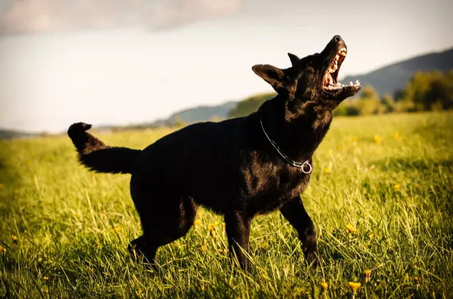 Furry Yappers bi mogli biti kažnjeni s 25 tisuća dolara u kanadskom gradu 6246_1