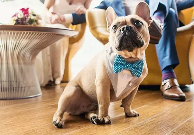 Fella ganteng ieu siap leumpang jauh jeung nona ngarah maké tuksed abu abu tur bodas, adorably adorned ku dasi bow polka-dotted biru jeung hideung.