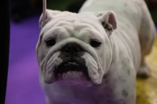 Bulldog ugu Fiican Bandhigga Westminster Dog Show 2017 6408_1