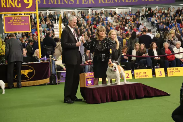 Bulldog ugu Fiican Bandhigga Westminster Dog Show 2017 6408_2