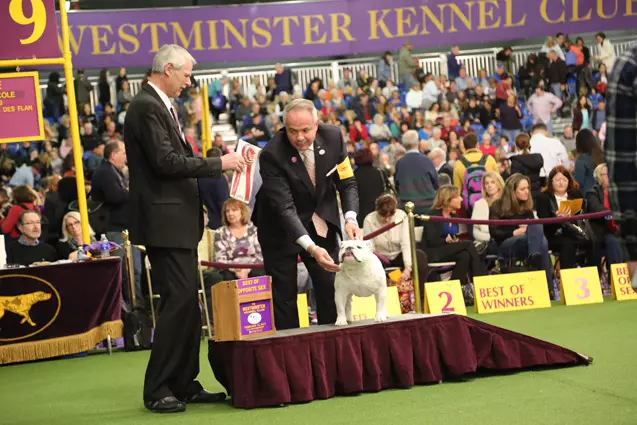 Bulldog ugu Fiican Bandhigga Westminster Dog Show 2017 6408_3