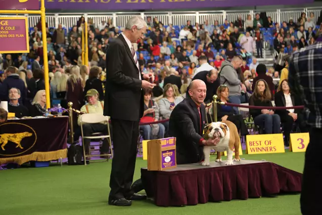 Bulldog ugu Fiican Bandhigga Westminster Dog Show 2017 6408_4