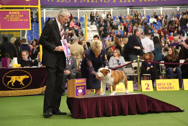 Bulldog ugu Fiican Bandhigga Westminster Dog Show 2017 6408_5