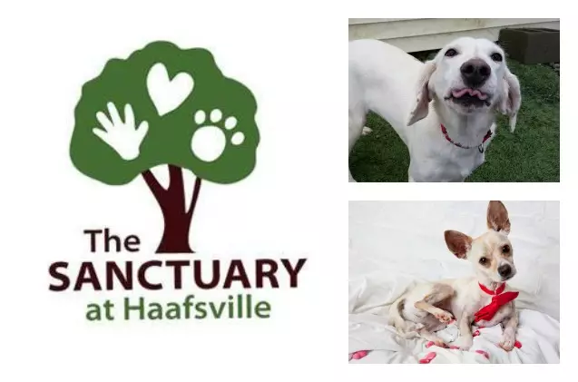 Shelter Spotlight: The Sanctuary At Haafsville 6440_1