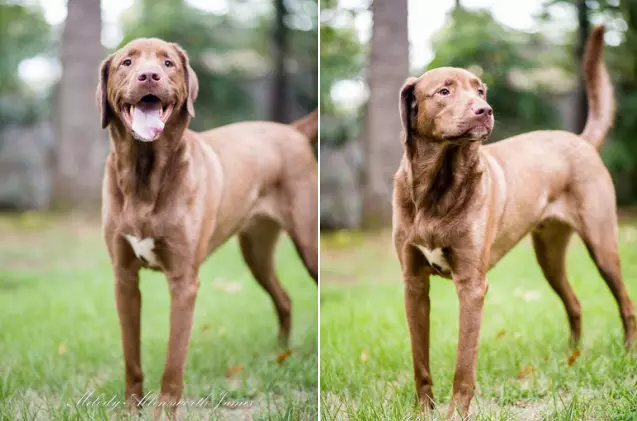 Anjing Boleh Diguna pakai Minggu-Sampson 6669_1