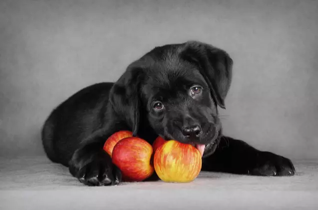 Kunnen honden appels eten? 6710_1