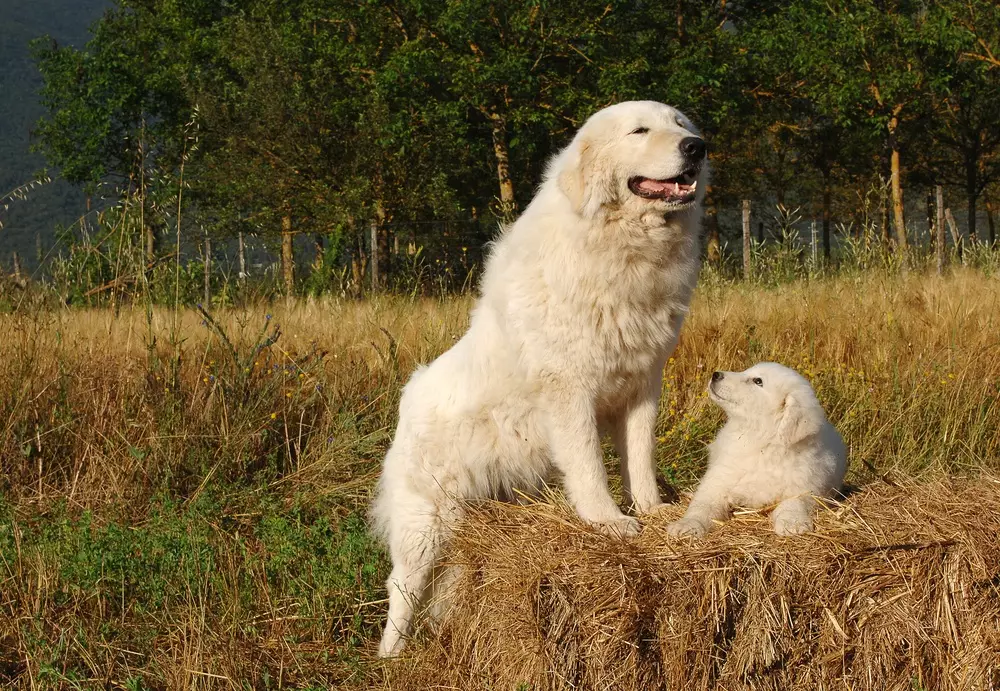 Top 10 des races de chiens de ferme