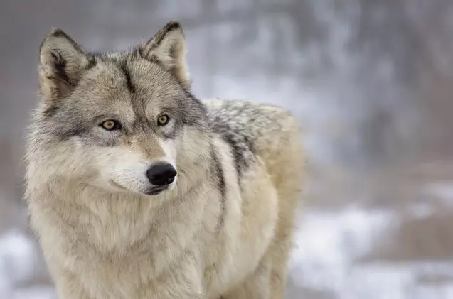 Alymlar rus adalarynyň ýaşaýjylarynyň dünýäde ilkinji it ösdürip ýetişdirendiklerini aýdýarlar 6730_1