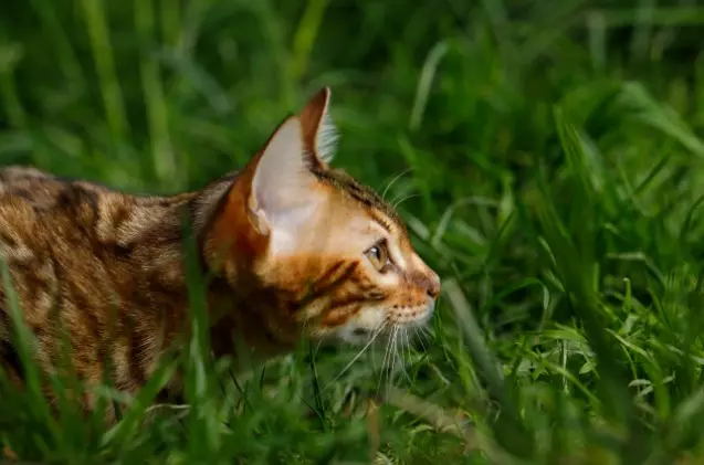 ယူနိုက်တက်ကင်းဒမ်းတွင် Cat-Napping မြင့်တက်လာသည်။ 6796_1