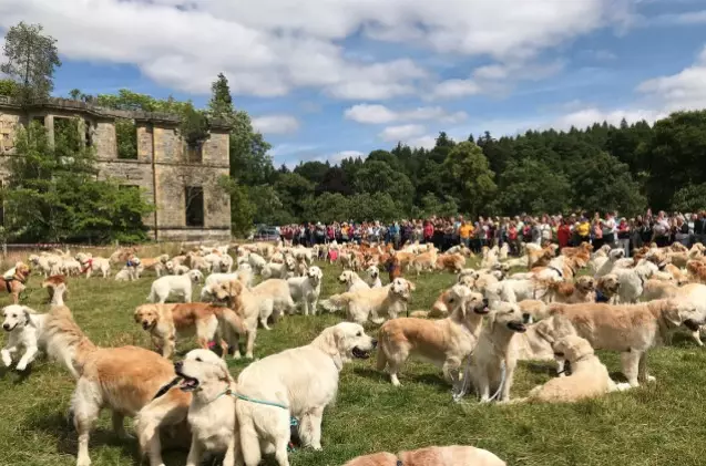 Glæsilegar ljóskur koma saman til að fagna afmæli Golden Retrieversins 6837_1