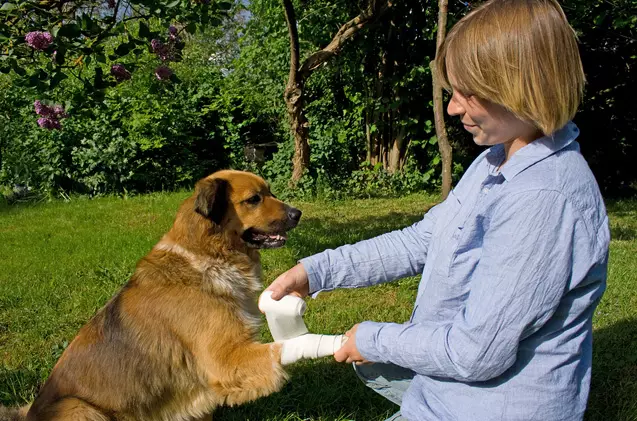 Hoe om 'n hond te help wat in 'n verkeersongeluk seergemaak word 6927_1