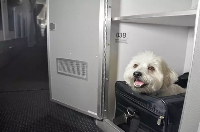 American Airlines Membenarkan Anjing Terbang Kelas Peluk Di Kabin Haiwan Kesayangan Luxe 6967_1