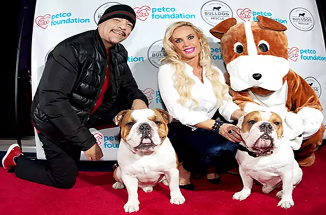 Ice-T ۋە Coco نىڭ ياخشى كۆرىدىغان Bulldog ئوپېراتسىيىسىدىن كېيىن ئۆتۈپ كېتىدۇ 6983_1