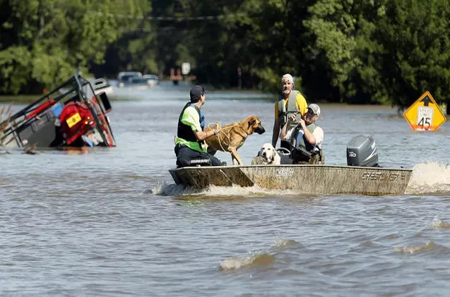 AKC Reunite Team Inounza Hurricane Relief kune Furry Victims 7032_1