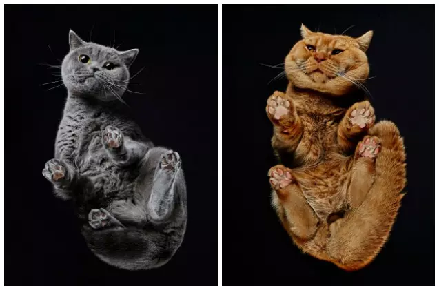 “Under-Cats” litvalı fotoqraf Andrius Burba üçün internet hit oldu