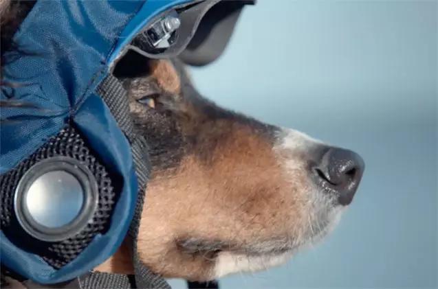 Das divertente! La pubblicità scherzosa di Volkswagen del gadget autonomo per le passeggiate con i cani [Video]