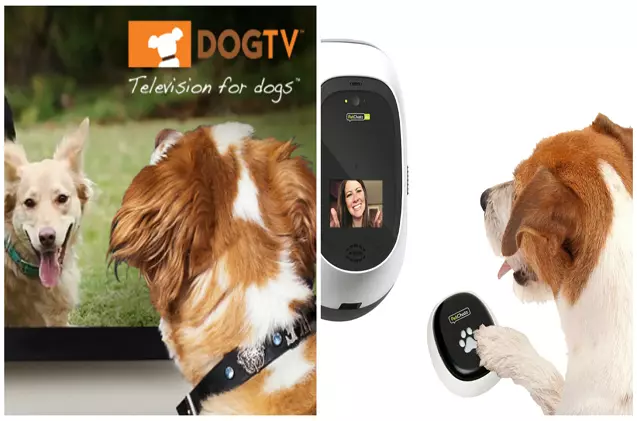 PetChatz аз ҷониби Streaming DOGTV 'Панҷ барои як намоиш' -ро пешниҳод мекунад 7130_1