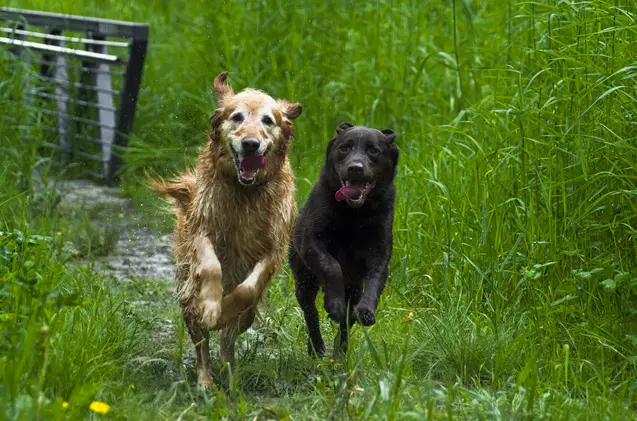 Cómo enseñarle a tu perro el comando de llamada 7406_1