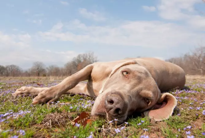 Köpeğim Neden Uyuşuk? 7424_1